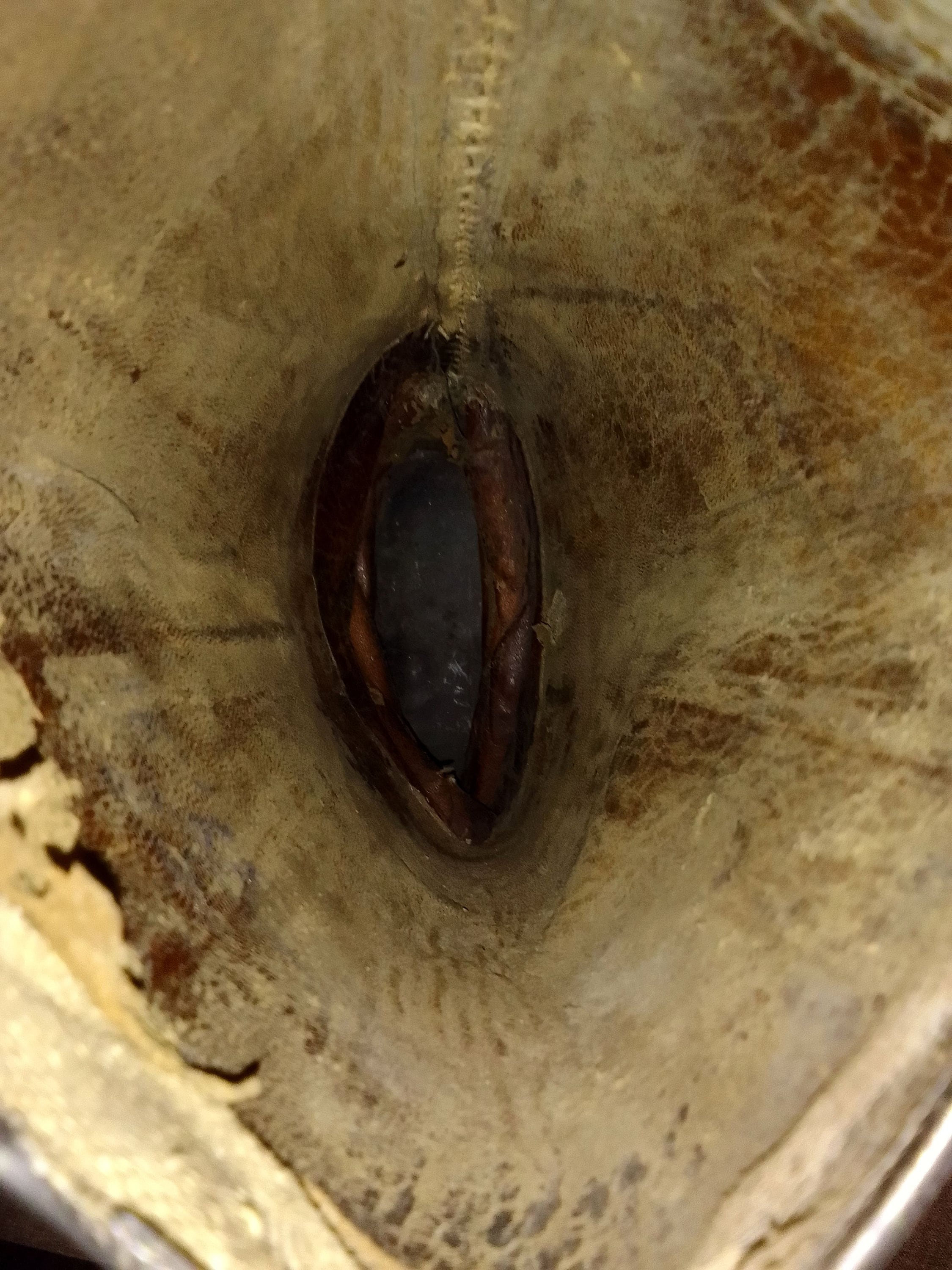 WW2 Red Army Long Marching Boots With Cymbals, USSR Old Vintage Hard ...