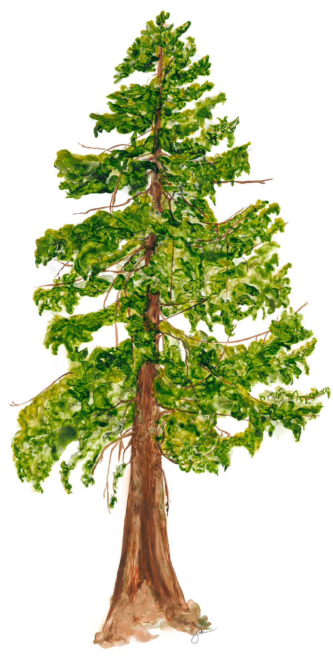 Western Red Cedar - Etsy