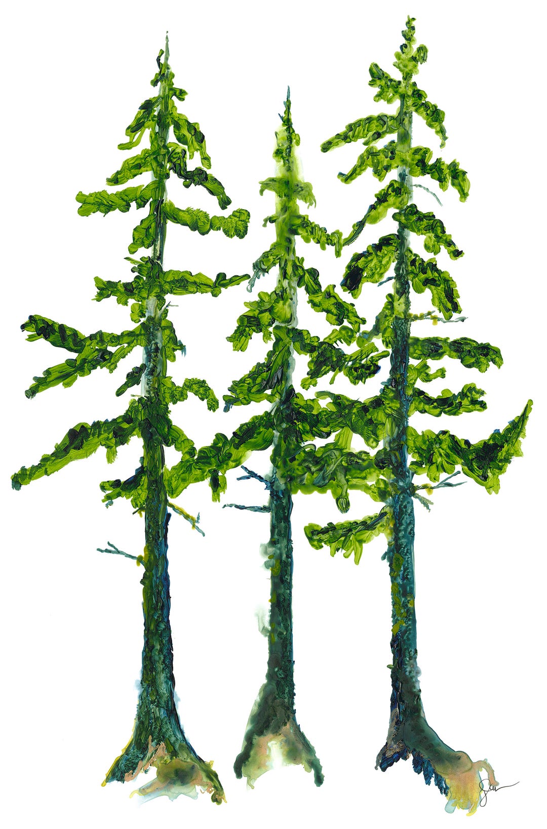 The Three Sisters, Three Sitka Spruce - Etsy
