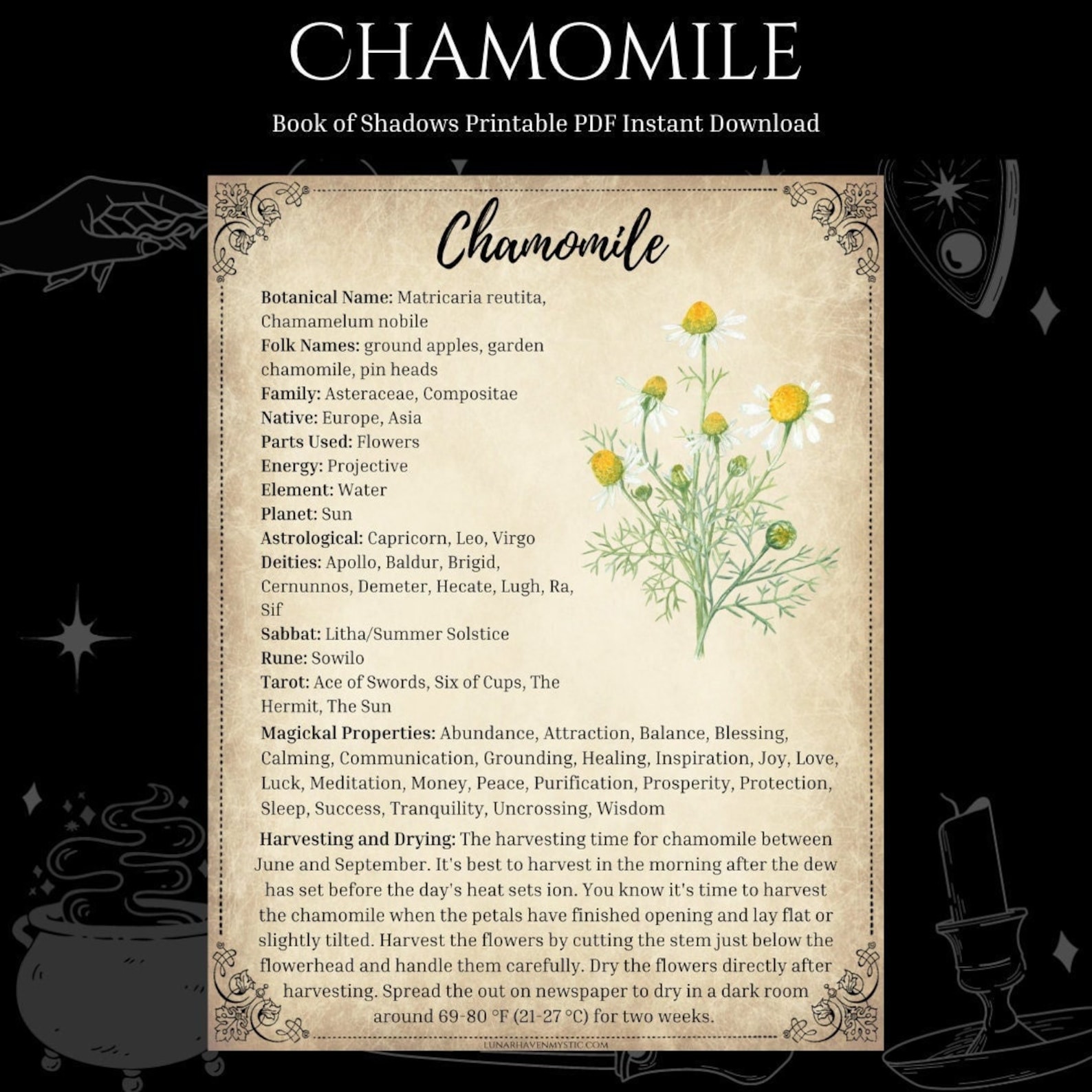 Chamomile Book of Shadows Page Printable, Grimoire Pages, Witchcraft Printable, Witch, Pagan - Etsy