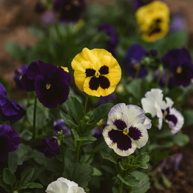 Ruffled Pansy - Etsy
