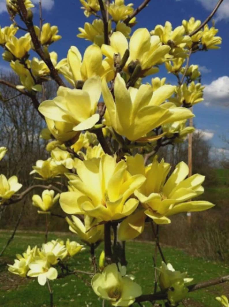 Canary Yellow Magnolia Tree - Live Flowering Shrub (2.5" Pot) - Etsy