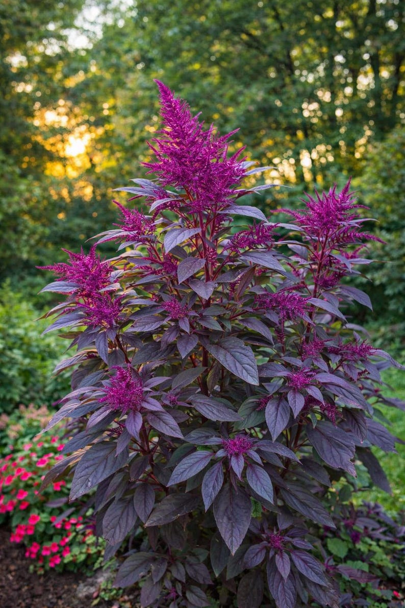 50 Towering Purple Amaranth Mix – 6–7 Ft Heirloom Statement Plants - Etsy