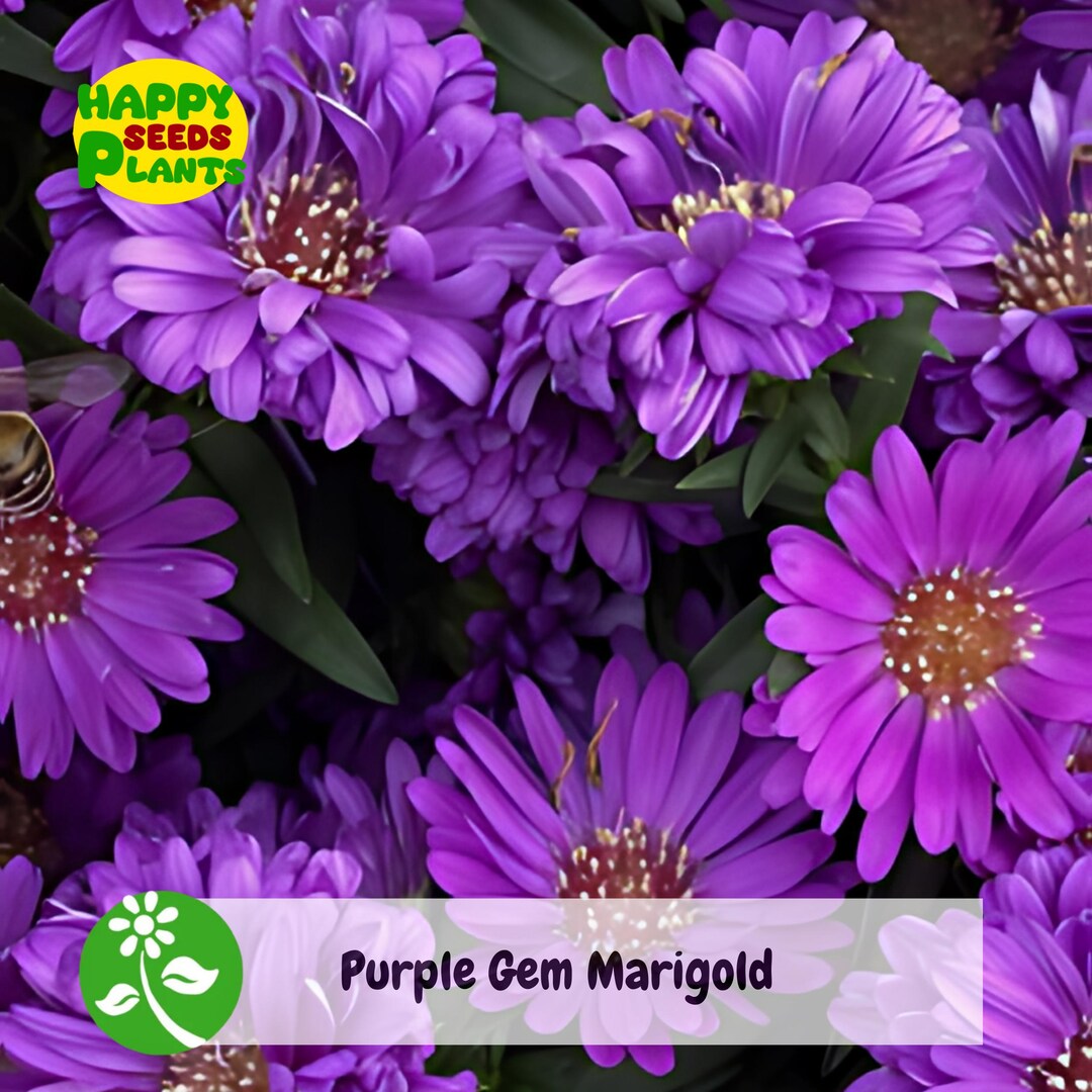 25+ Purple Gem Marigold Seeds | Unique Garden Flowers for Summer Color ...