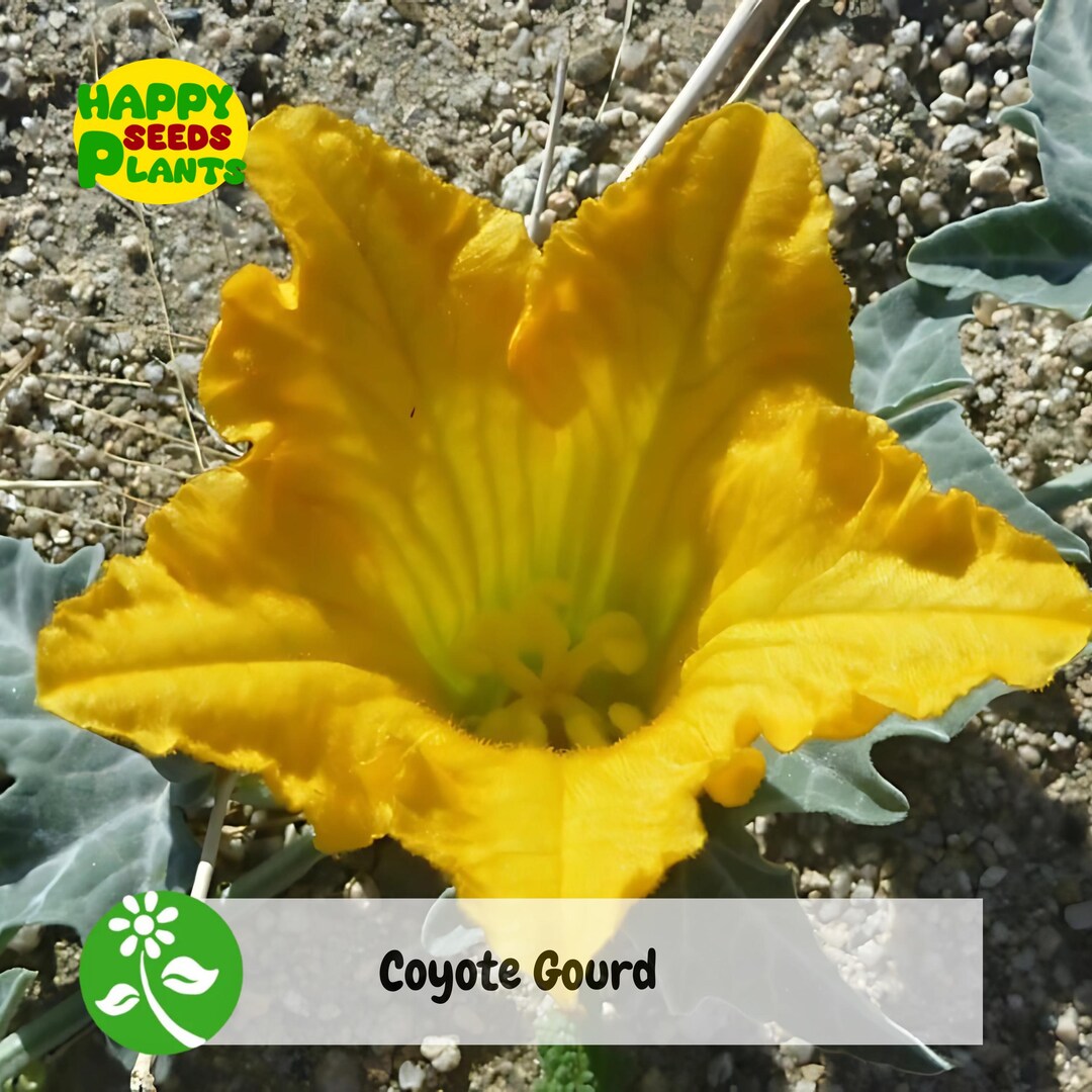 30 Seeds Coyote Gourd Seeds (cucurbita Palmata) - Etsy
