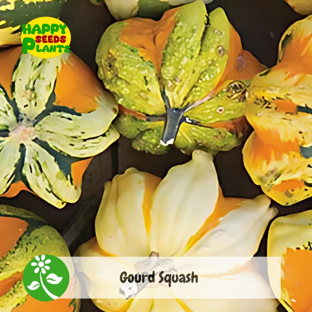 25+ Daisy Gourd Squash Seeds | Unique Heirloom Vegetable Garden Seeds ...