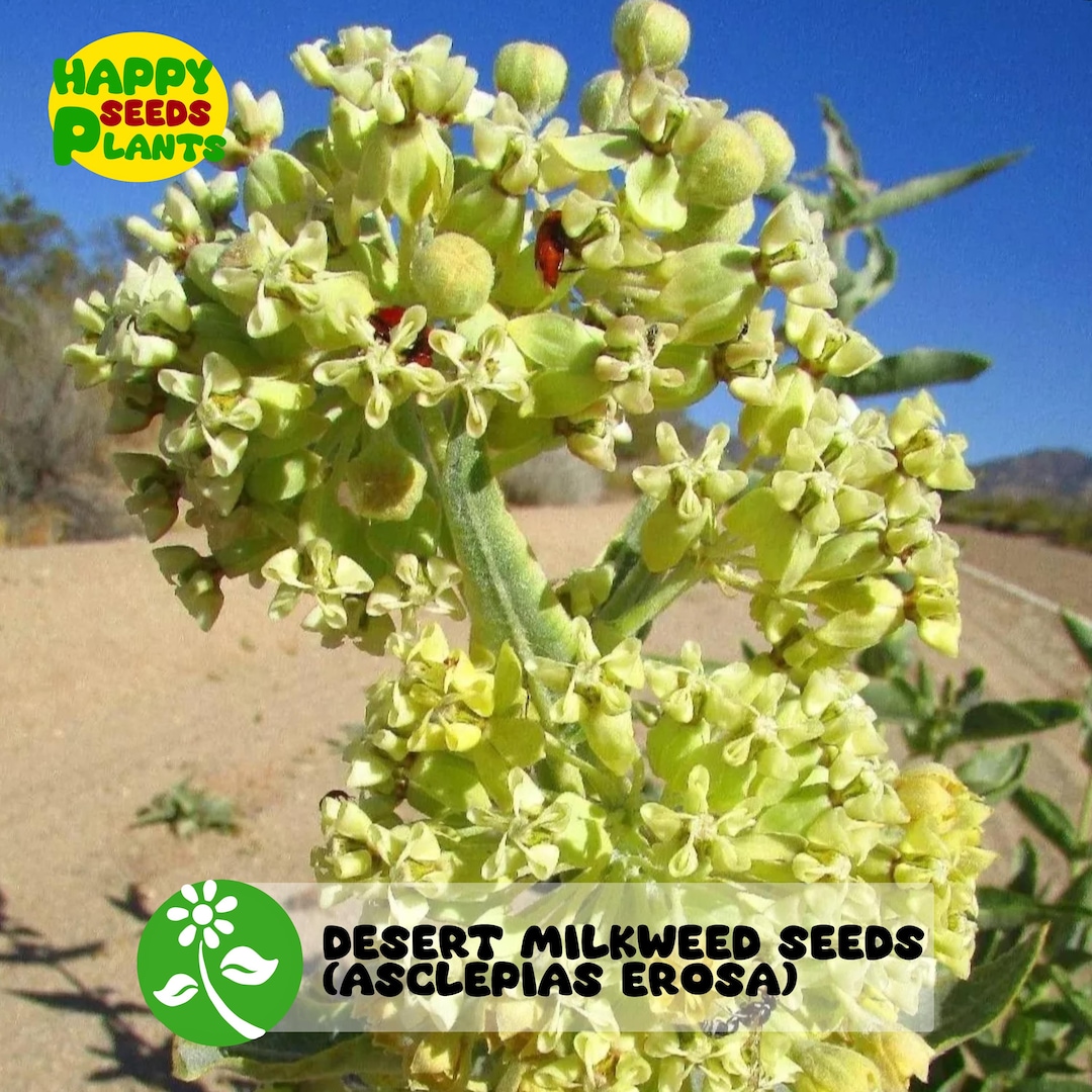 20 Seeds Desert Milkweed Seeds (asclepias Erosa) - Etsy
