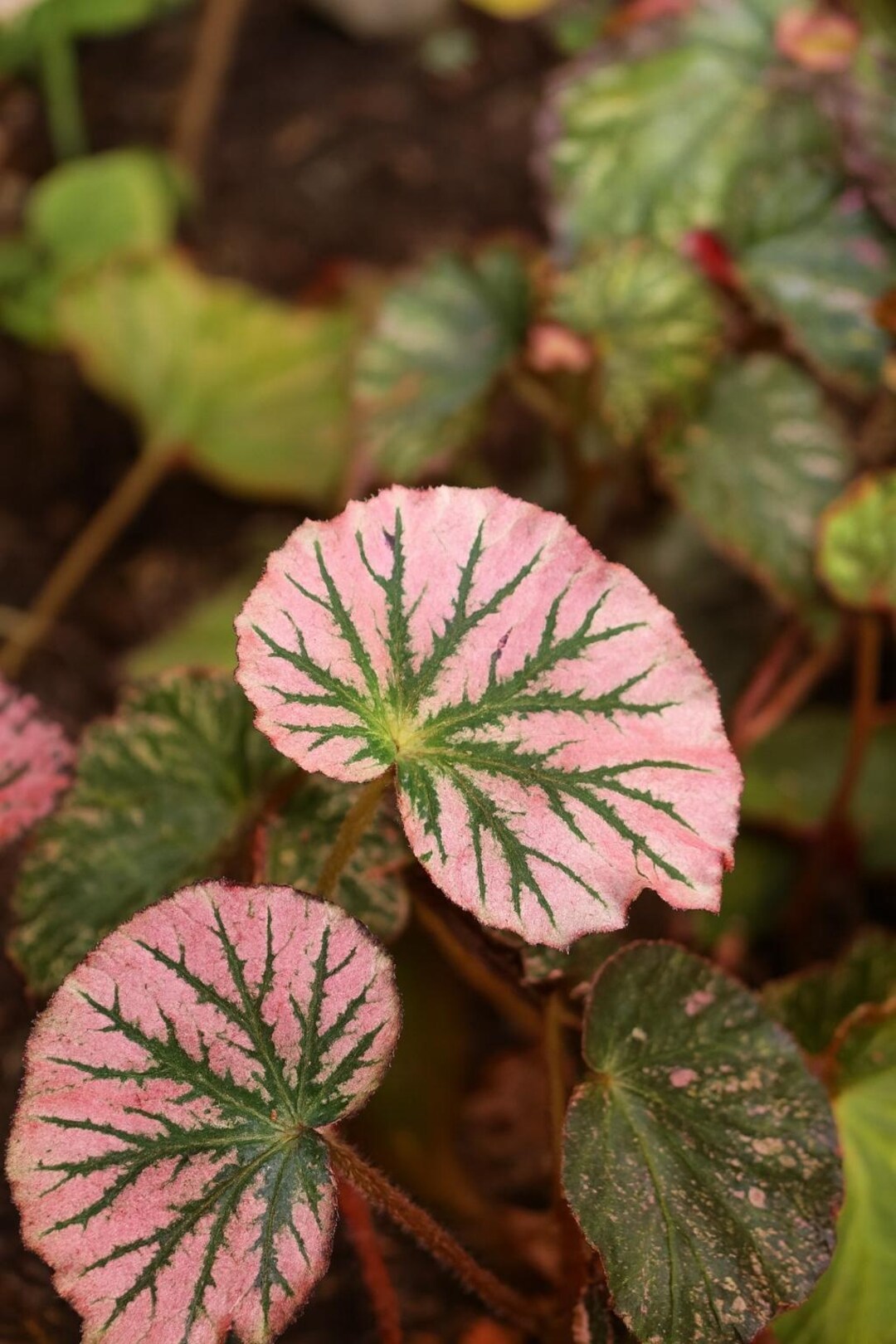 25+ Midnight Sun Begonia Seeds | Rare Dark Foliage Begonia | Vibrant ...