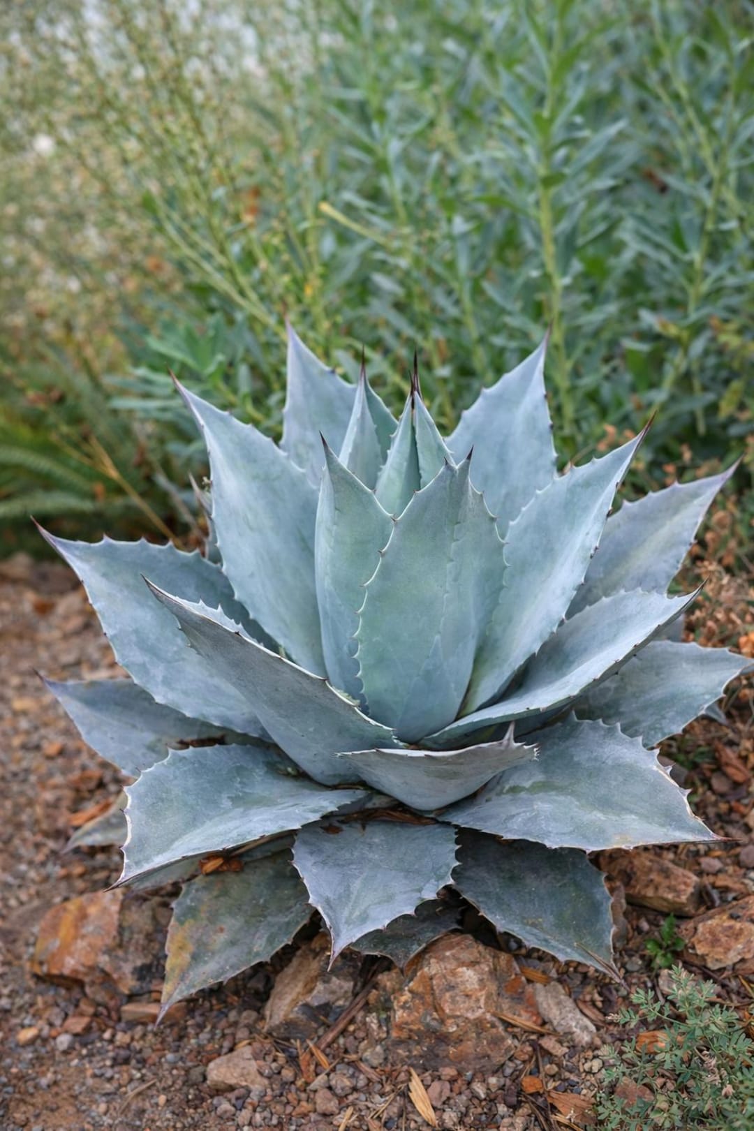 Agave Ovatifolia Frosty Blue Live Plant | 2.5–3.5” Starter - Etsy