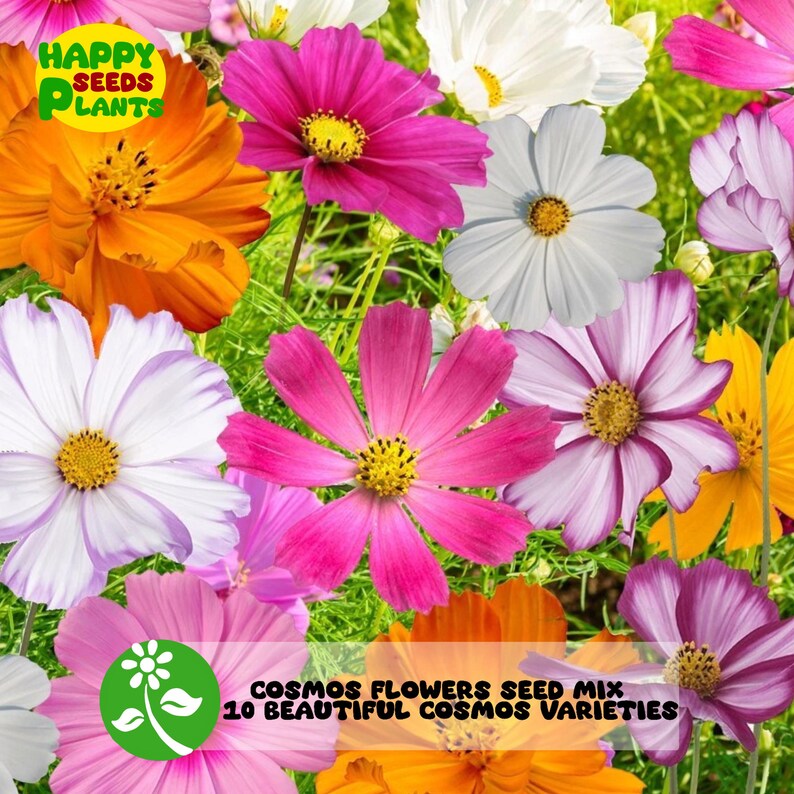 10 Beautiful Cosmos Varieties Cosmos Flowers Seed Mix - Etsy