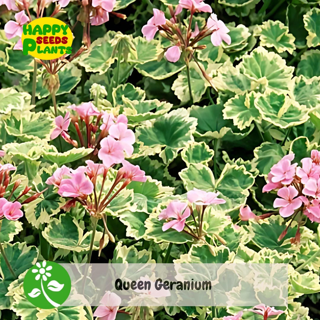 25+ Ice Queen Geranium Seeds for Garden Planting - Etsy