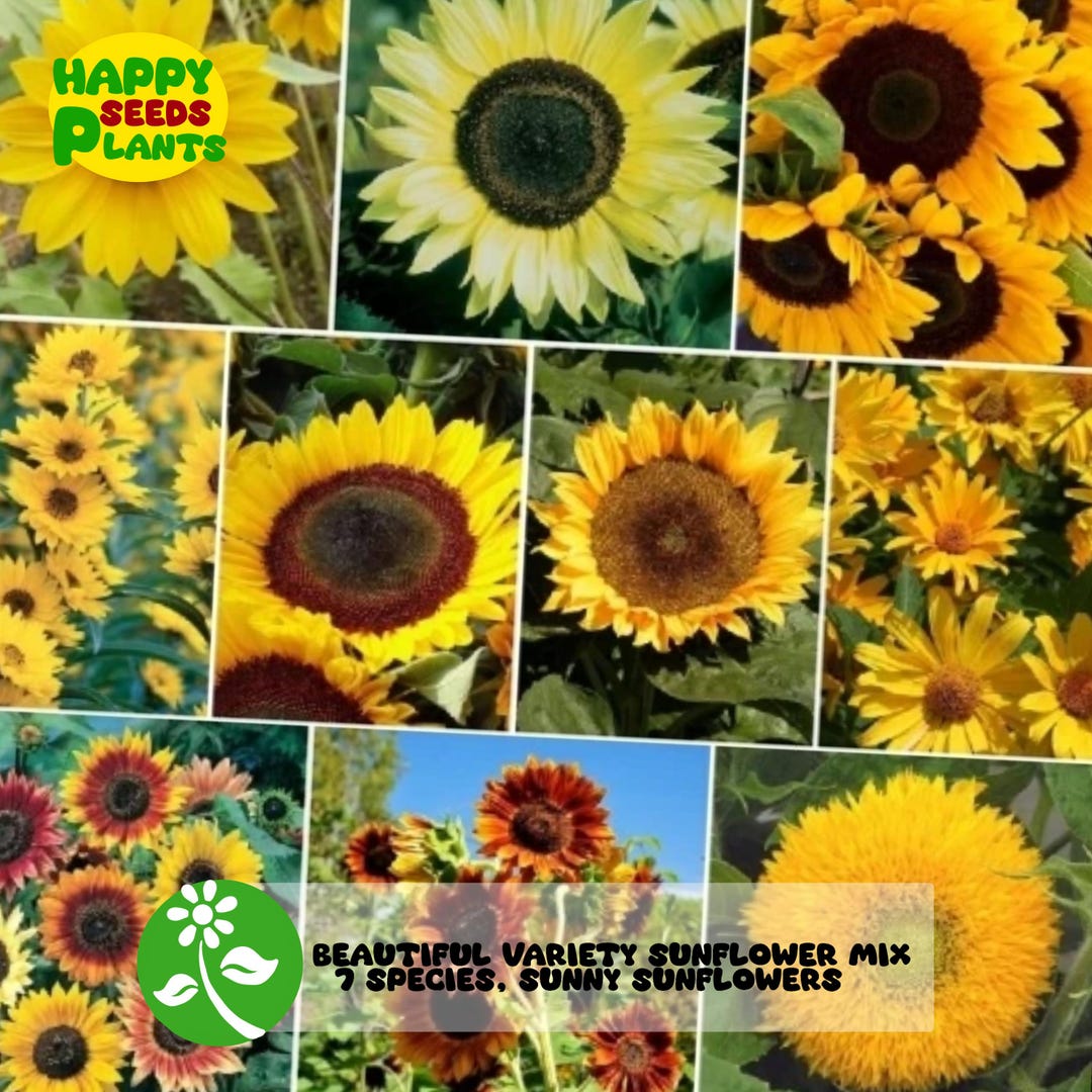 7 Species, Sunny Sunflowers Beautiful Variety Sunflower Mix - Etsy