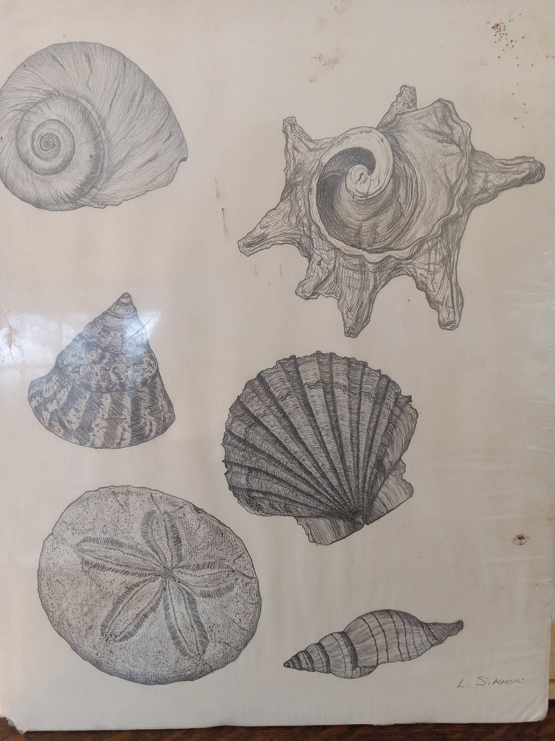 Original Vintage Graphite Pencil Drawing of Seashells 13.5 X 17" - Etsy