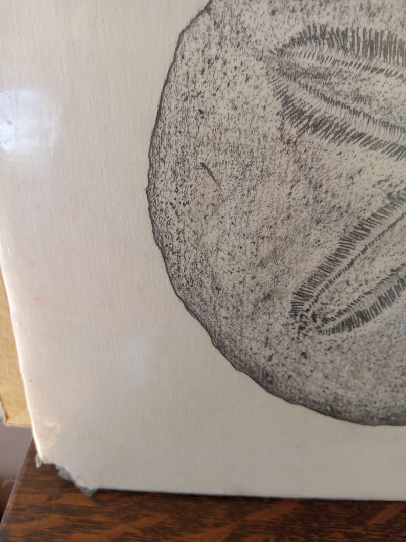 Original Vintage Graphite Pencil Drawing of Seashells 13.5 X 17" - Etsy