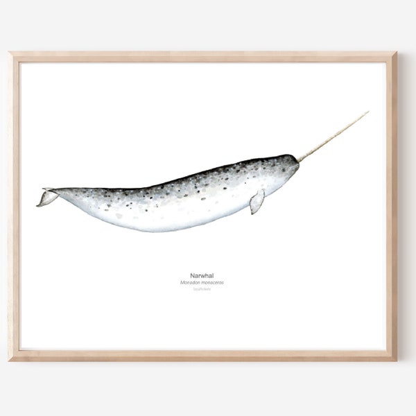 Narwhal Print - Etsy