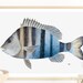 Sheepshead Fish Print, Fishing Art, Fishing Gift, Fish Print, Fish ...