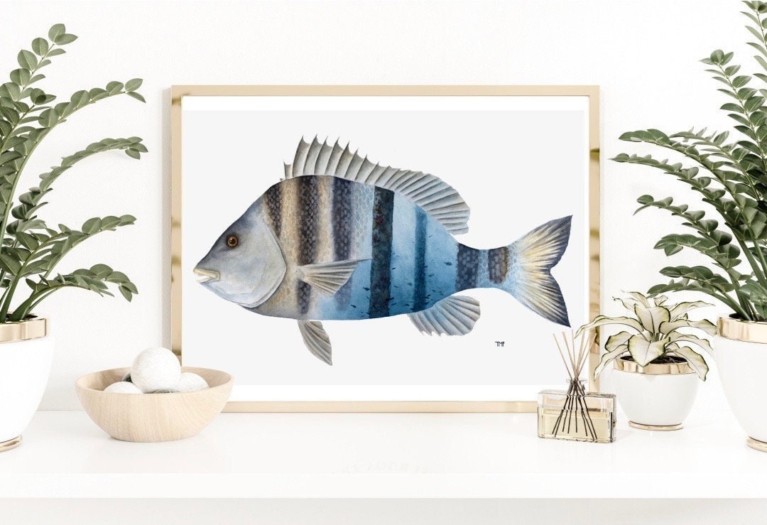 Sheepshead Fish Print, Fishing Art, Fishing Gift, Fish Print, Fish ...