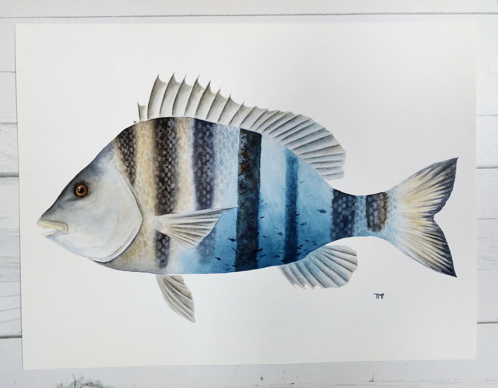 Sheepshead Fish Print Fishing Art Fishing Gift Fish Print - Etsy