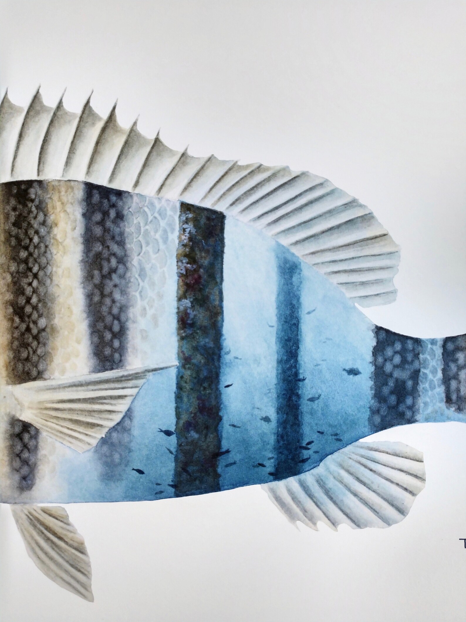 Sheepshead Fish Print Fishing Art Fishing Gift Fish Print - Etsy