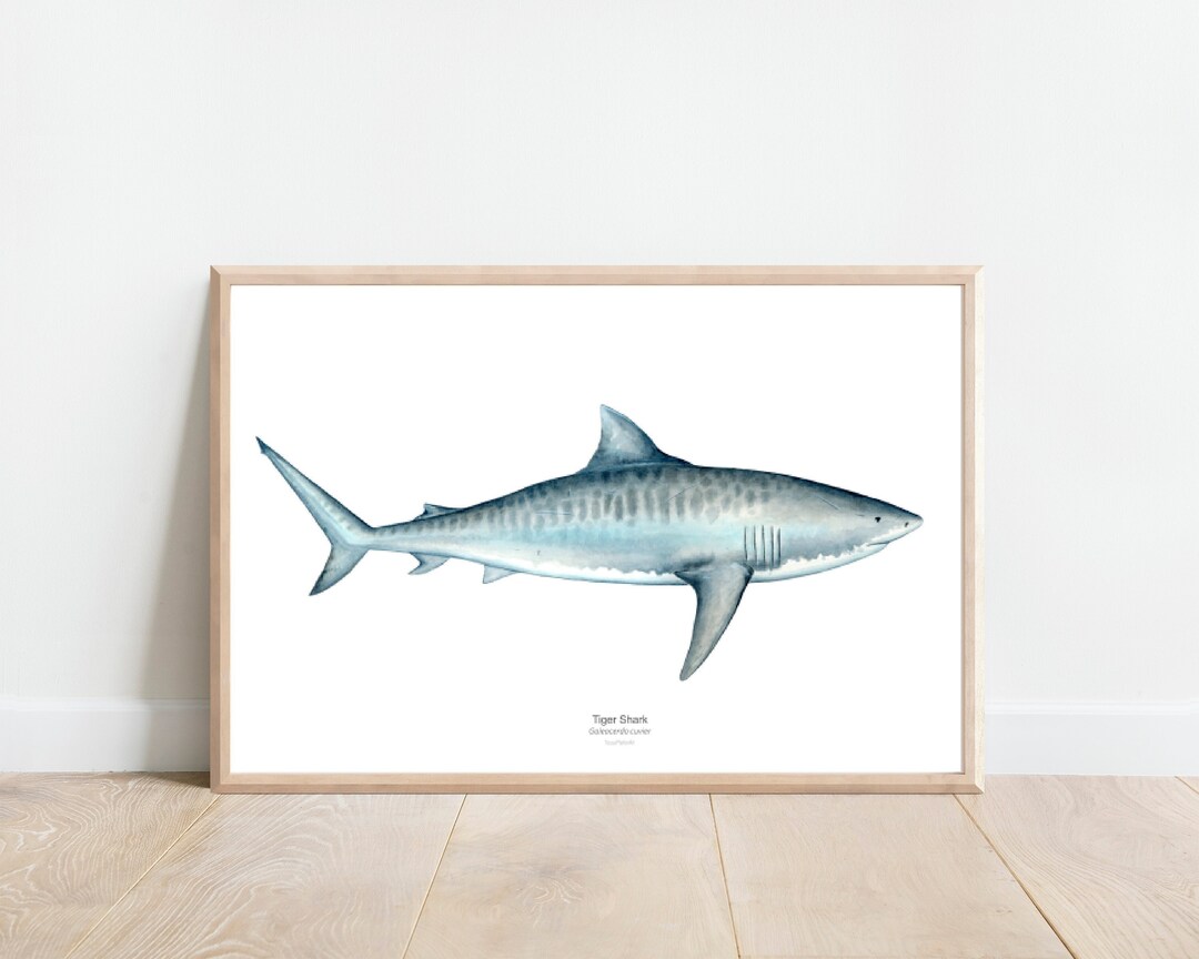 Tiger Shark Print, Shark Watercolor Print, Shark Watercolor Painting ...