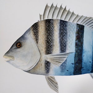 Sheepshead Fish Print, Fishing Art, Fishing Gift, Fish Print, Fish ...