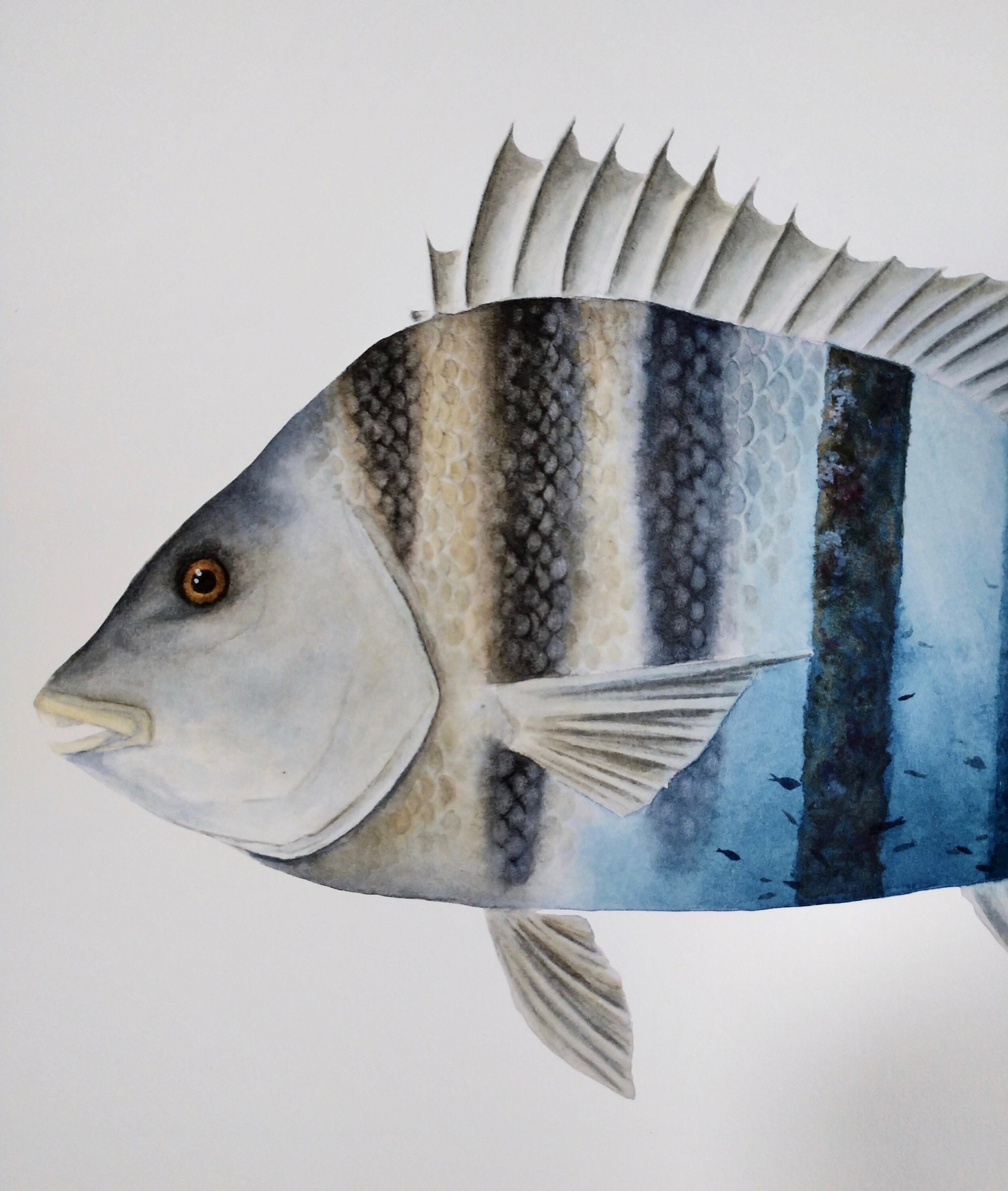 Sheepshead Fish Print, Fishing Art, Fishing Gift, Fish Print, Fish ...