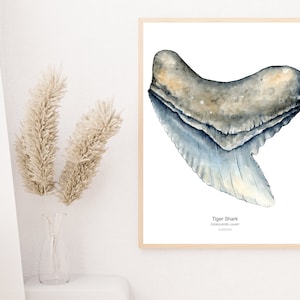 Shark Tooth Print Set of 3, Shark Print Bundle, Shark Species Poster ...