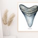 Shark Tooth Print Set of 3, Shark Print Bundle, Shark Species Poster ...