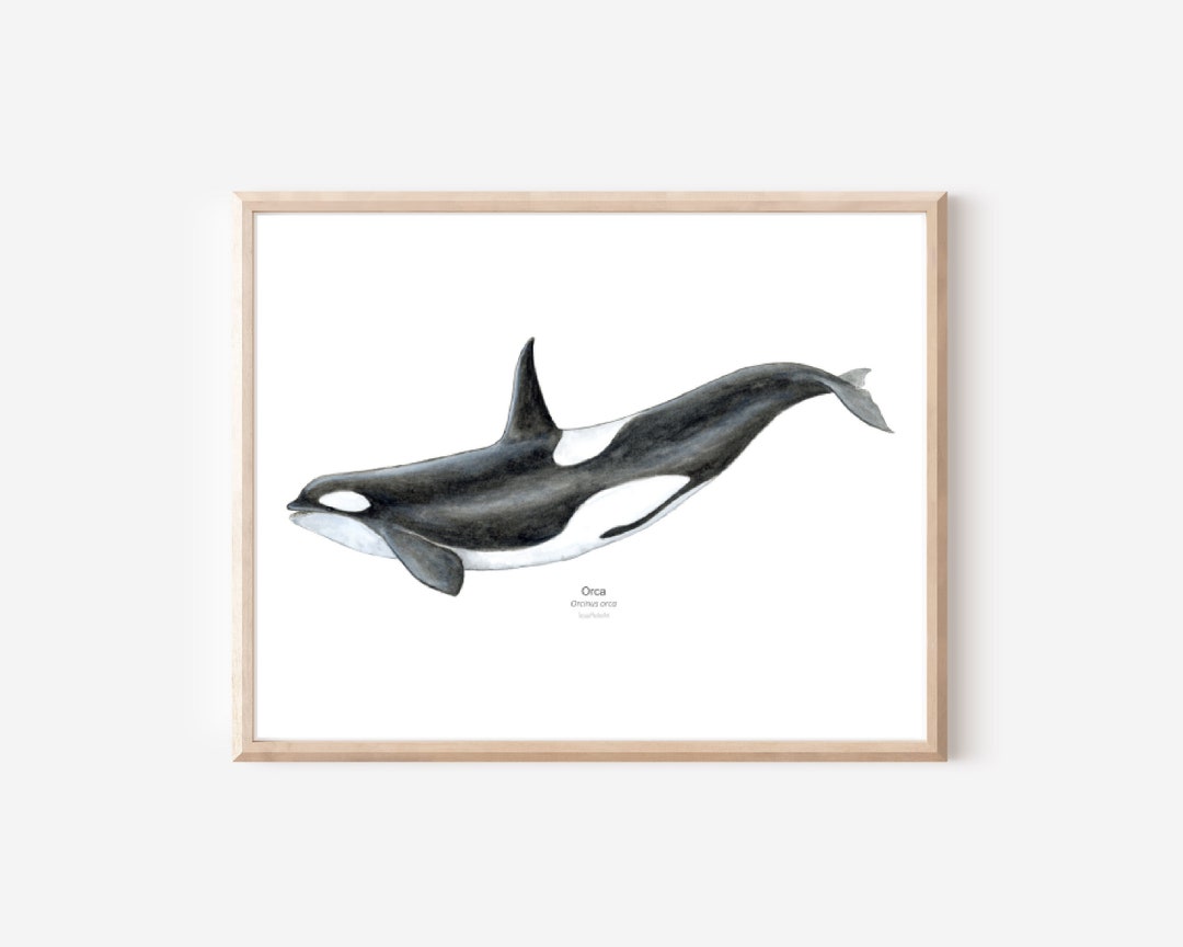 Orca Whale Watercolor Print Giclee Print Orca Print Killer - Etsy