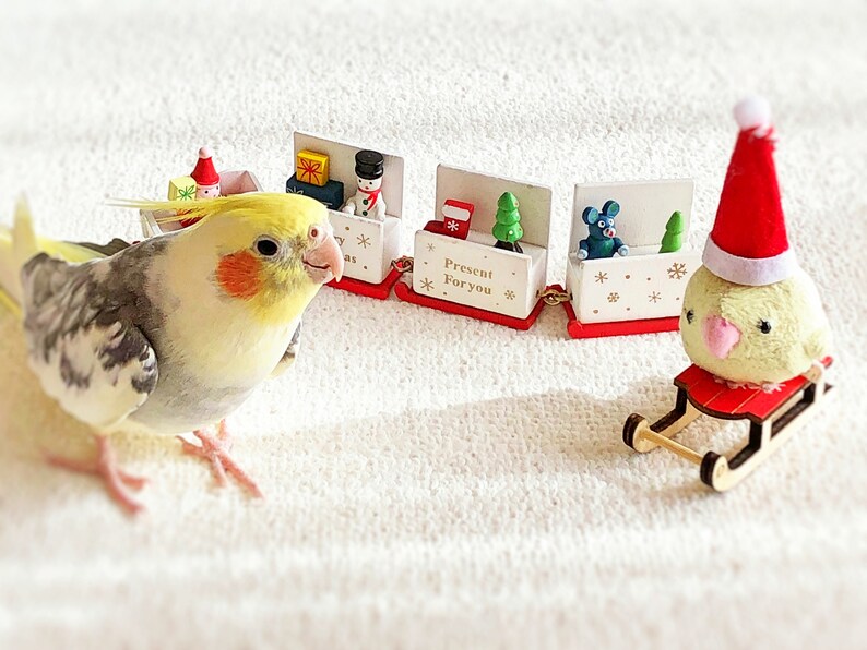 Cockatiel Christmas Card Set A - Etsy