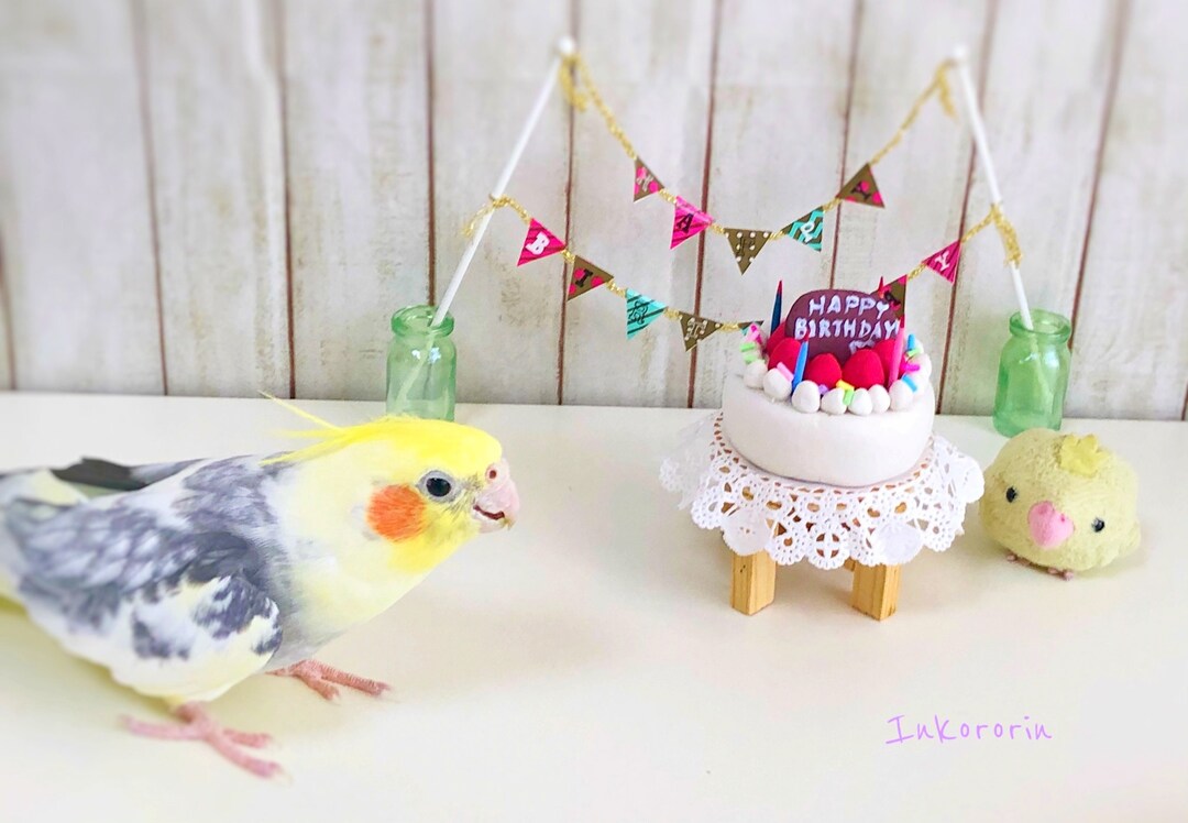 Cockatiel Birthday Cards A - Etsy