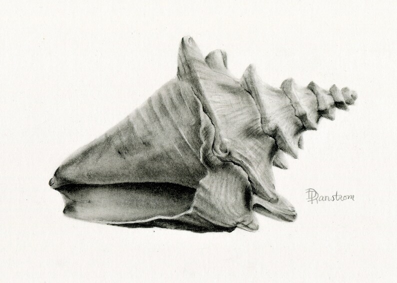Seashell Art Illustration Print Set of 4, Fine Art Print Giclee, Wall ...