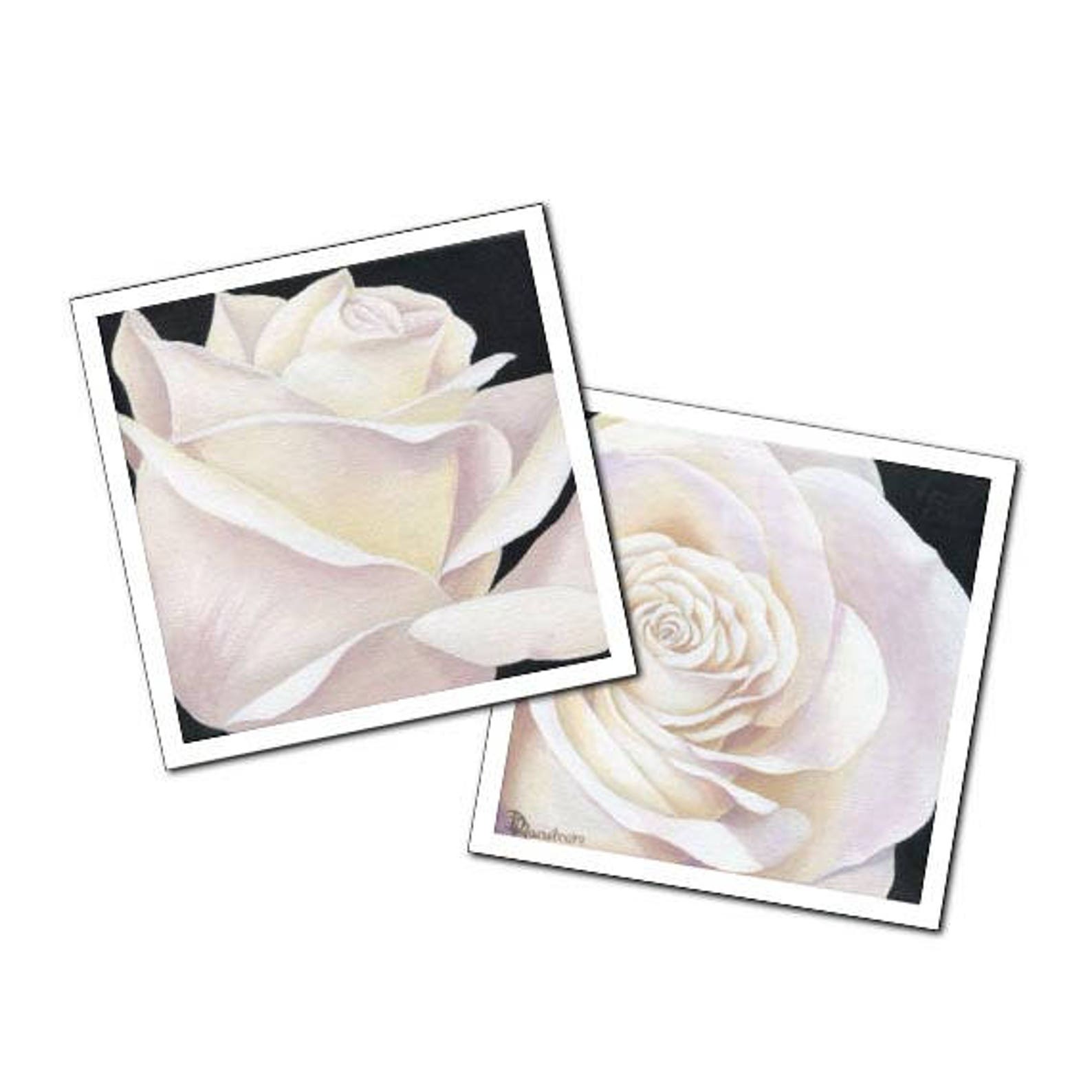 White Rose Print - Fine Art Print Set of 2 - White Flower Wall Art ...