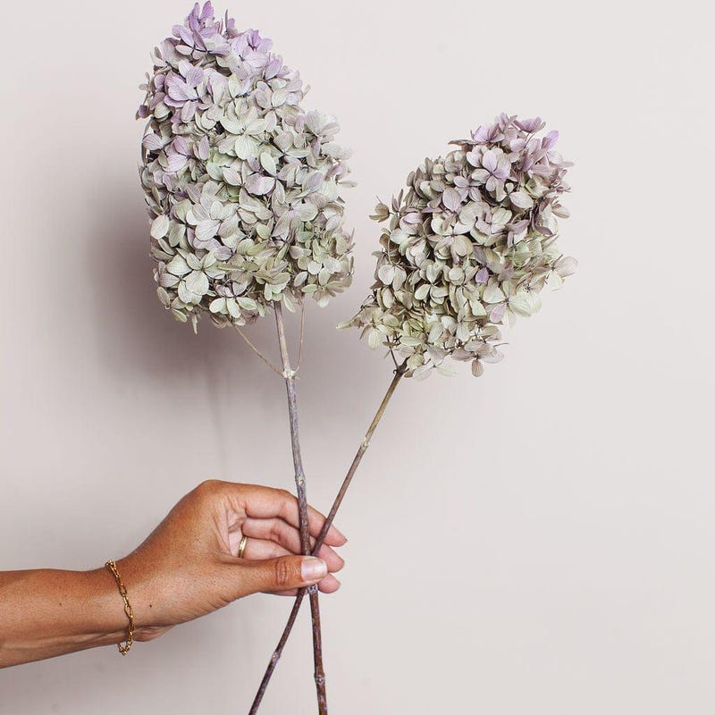 Preserved Hydrangea - Etsy