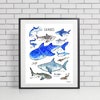 Shark Poster, Whimsical Wall Art - Etsy