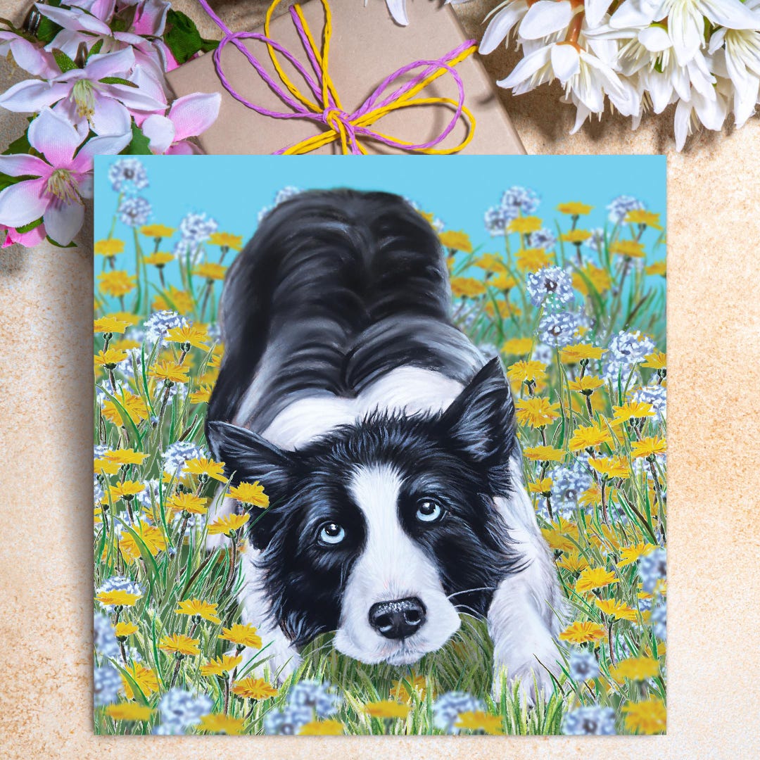 Border Collie Greeting Card - Black and White Collie - Plain Dog Card ...