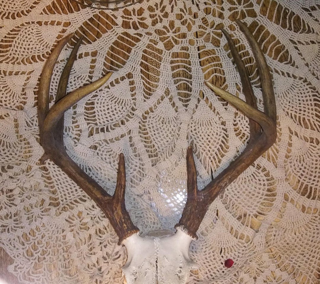 White Tail Deer Antlers/ Rack. - Etsy