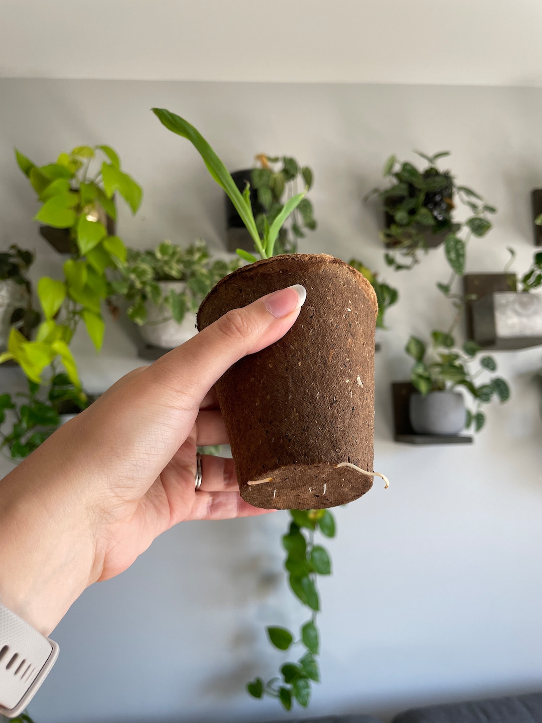 3-inch Biodegradable Fibre Pots Round | Daniel's Plants Naked Pots | No ...