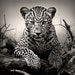 Big 5 African Animals | Black and White | Digital Print | Lion | Buffalo | Elephant | Leopard ...