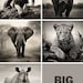 Big 5 African Animals | Black and White | Digital Print | Lion | Buffalo | Elephant | Leopard ...