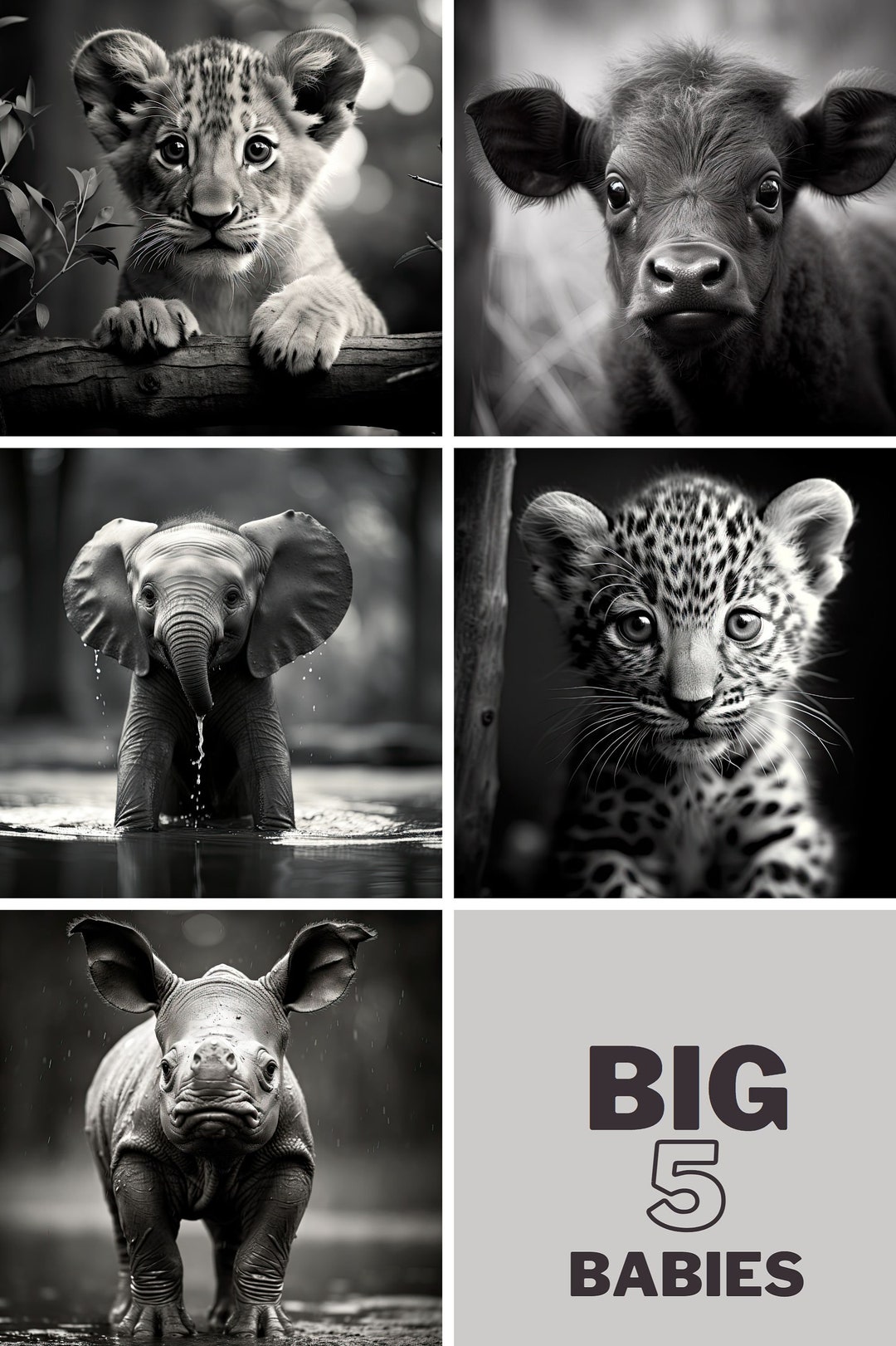 Big 5 African Animals Babies | Black and White | Digital Print | Lion | Buffalo | Elephant ...