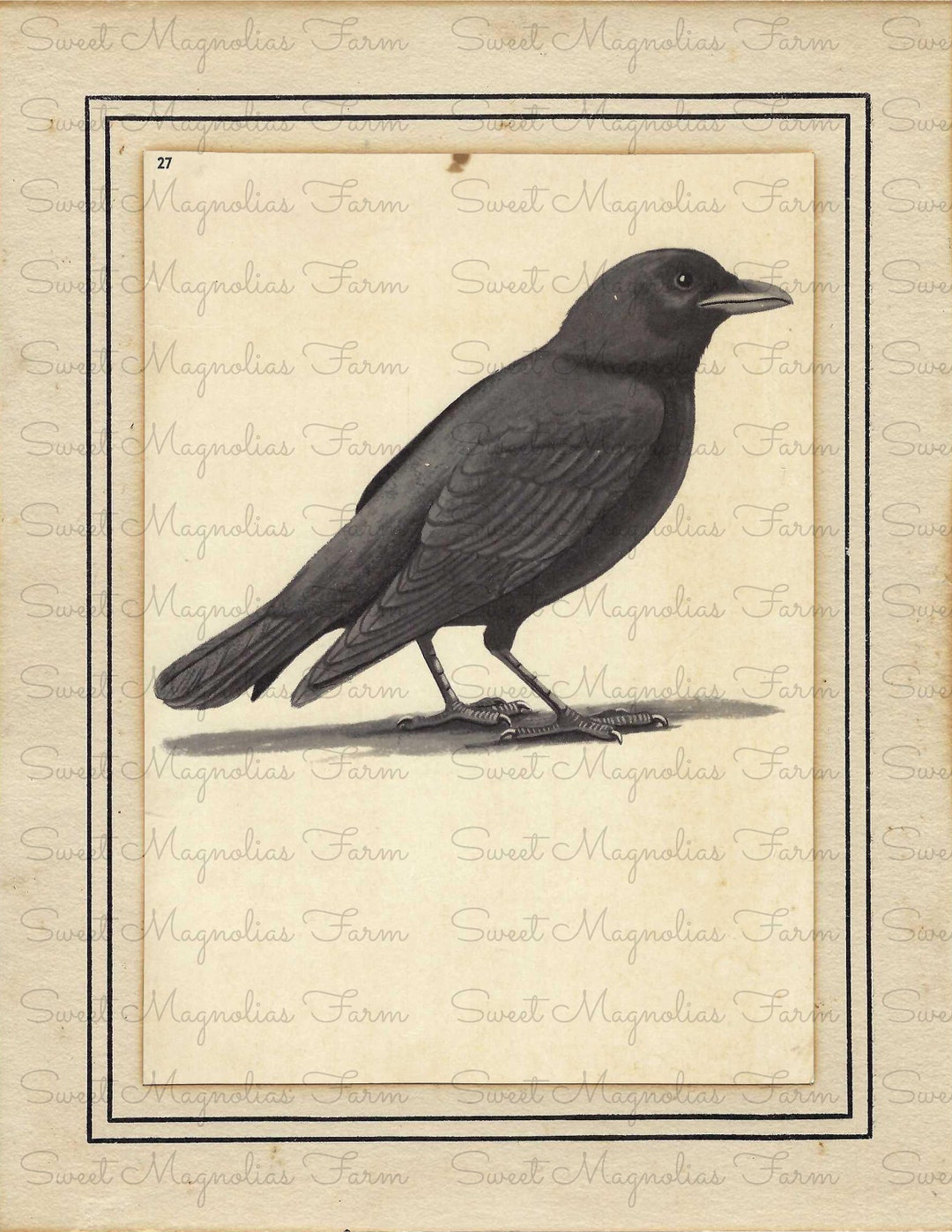 Vintage Crow Raven Graphic Digital Instant Download Printable School ...