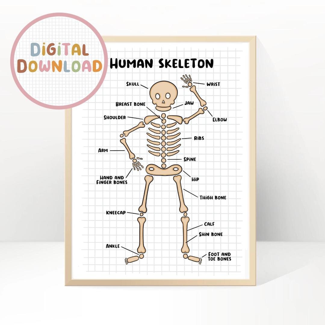 DIGITAL DOWNLOAD Human Skeleton Poster - Etsy