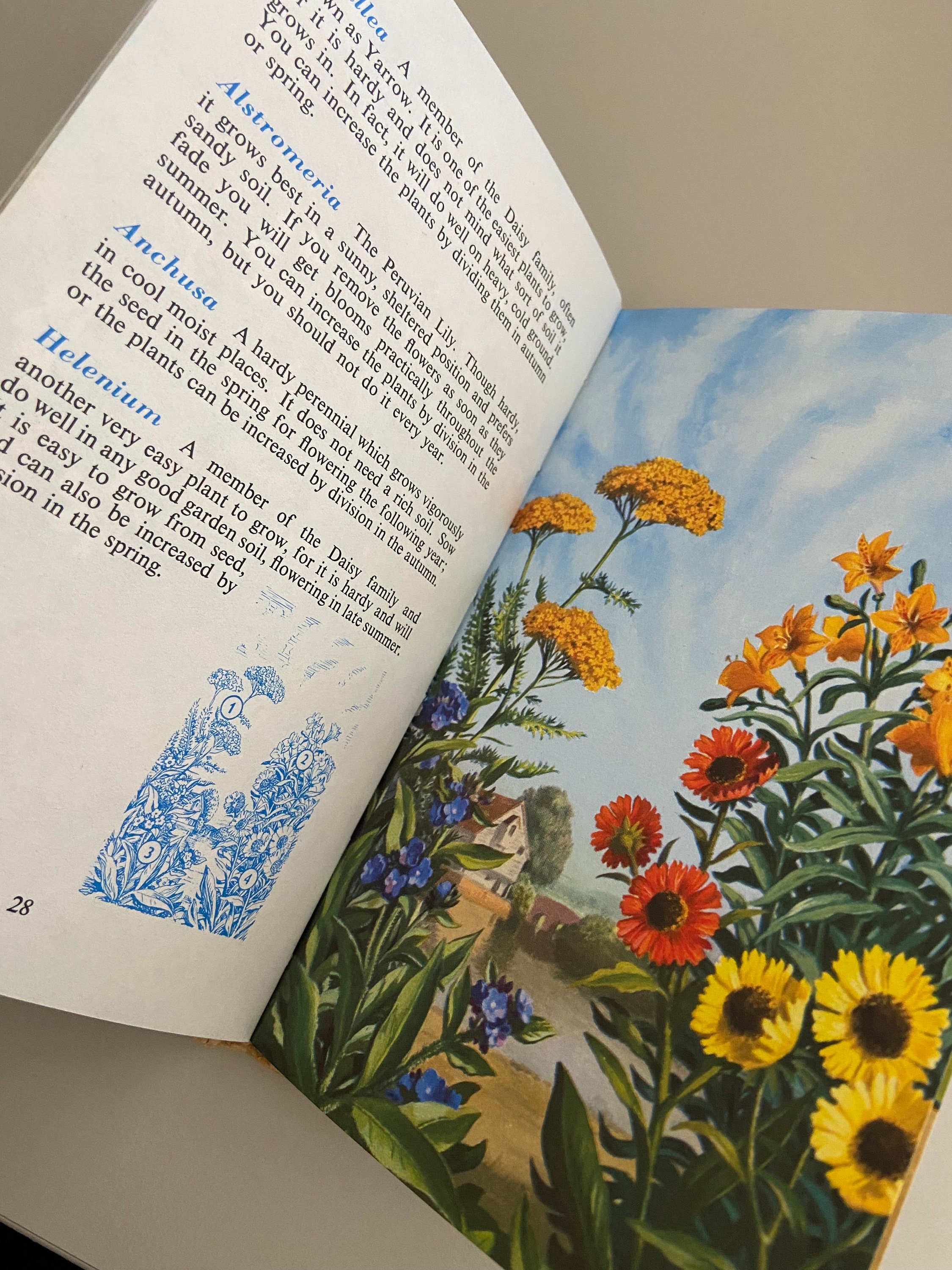 Ladybird Book of Garden Flowers Series 536 - Etsy