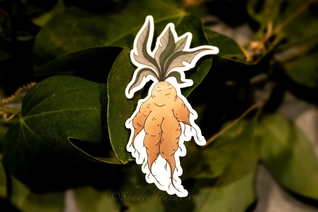 Mandrake - Waterproof Vinyl Sticker - Etsy