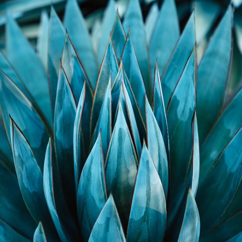 Blue Agave - Etsy