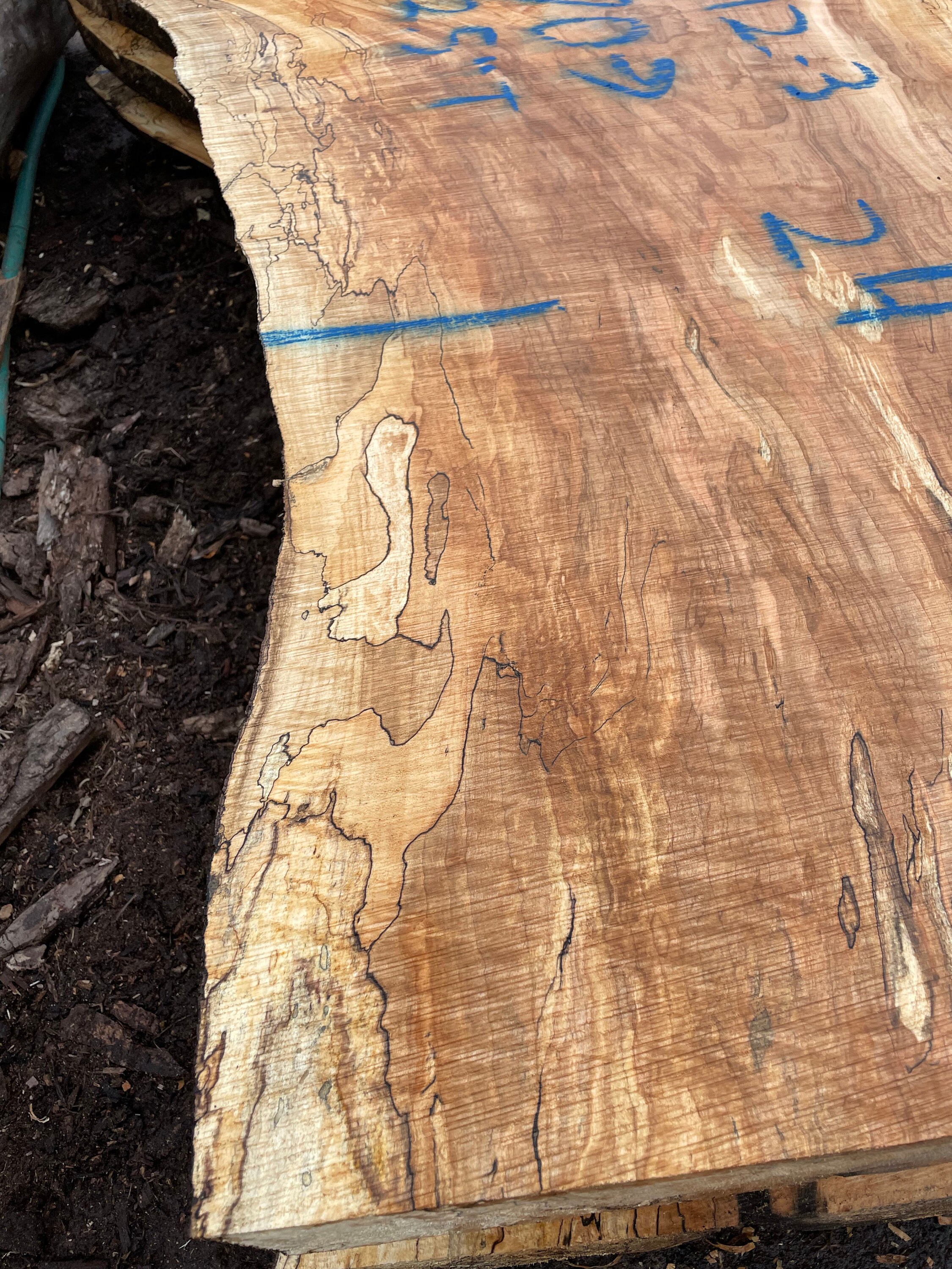 GORGEOUS Spalted Maple Slab 70 X 24-45 X 2.5 - Etsy