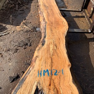 Spalted Sugar Maple Live Edge Slab 171 X 24-36 X - Etsy