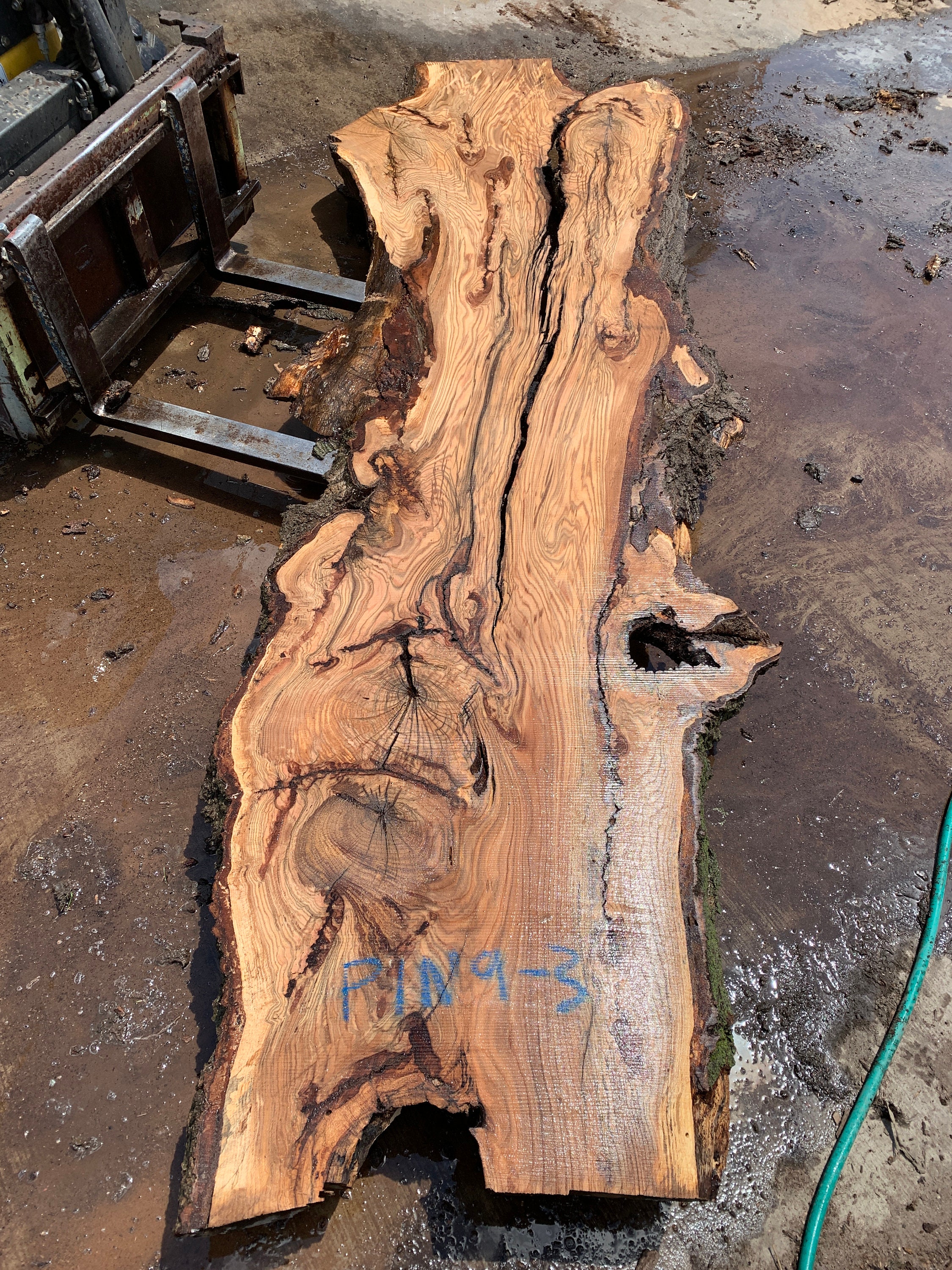 Large Oak Slab 150 X 40-48 X 2.5 Perfect for River Table - Etsy