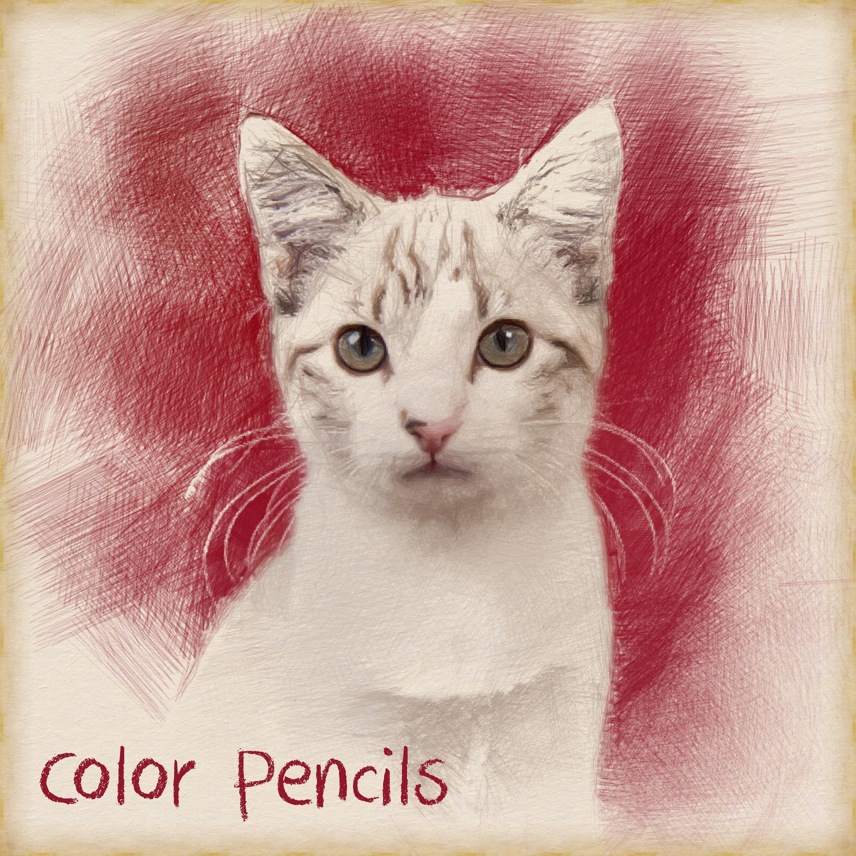 Custom Pencil Pet Portraits Personalised Hand Drawn Portraits - Etsy